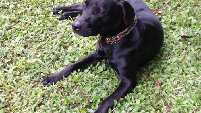 Procura-se Bob, labrador preto perdido em Aldeia - Aldeia da Gente