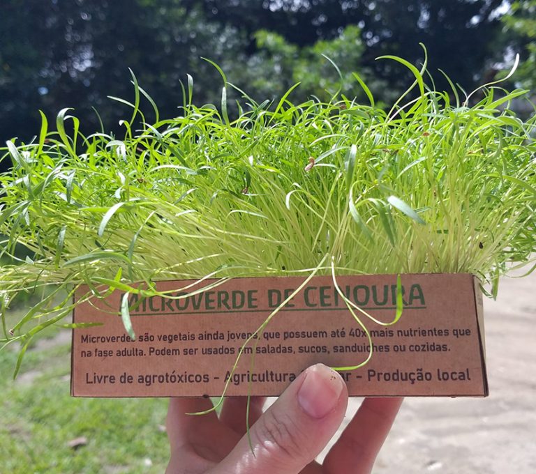 O que são e como as microverdes mudaram a vida de uma aldeiense ...