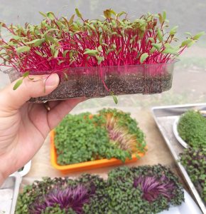 O que são e como as microverdes mudaram a vida de uma aldeiense ...