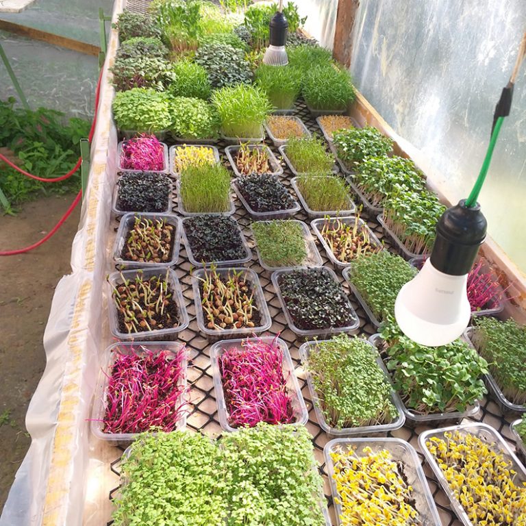 O que são e como as microverdes mudaram a vida de uma aldeiense ...